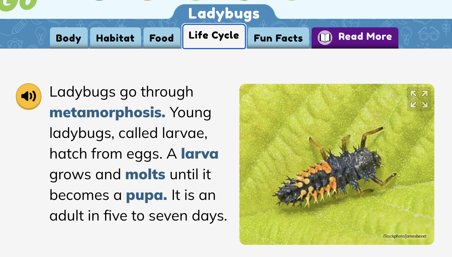 Ladybug Love in the Library - Little Library of Learning